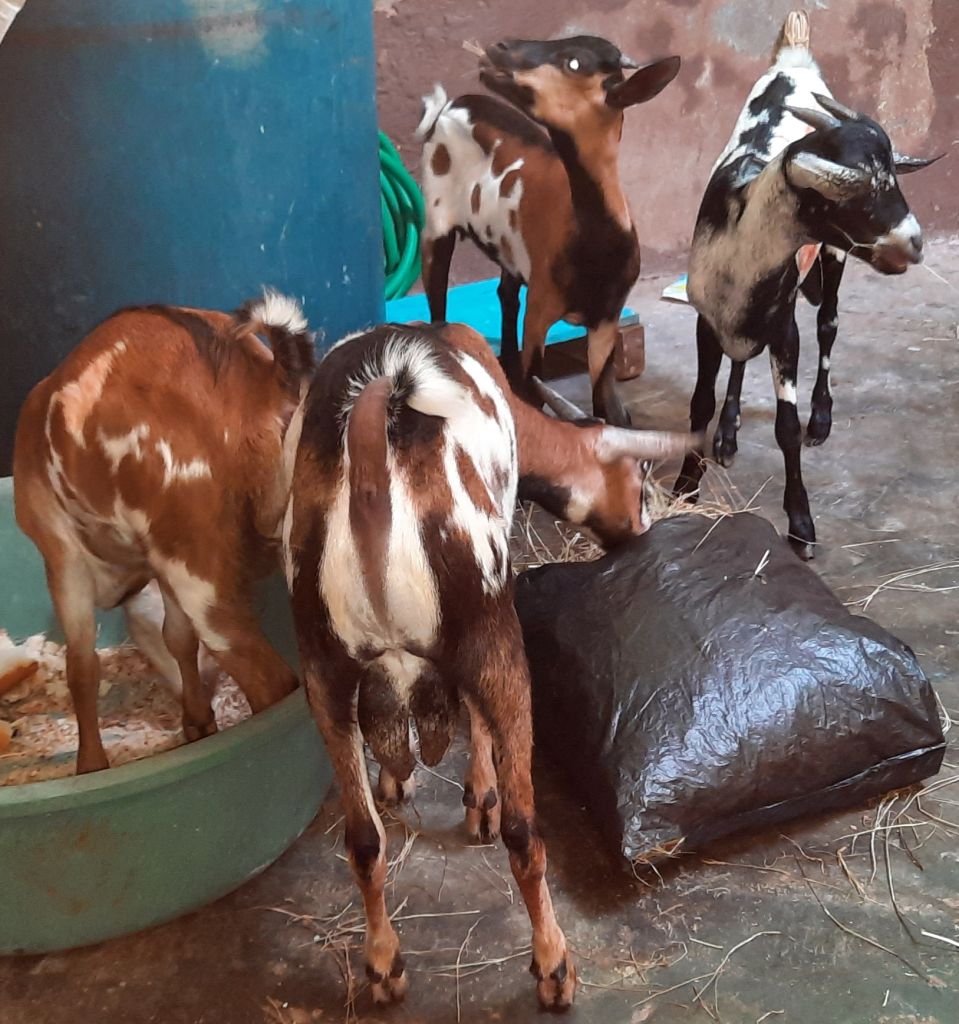 Dhaylo/ Cabris à Djibouti