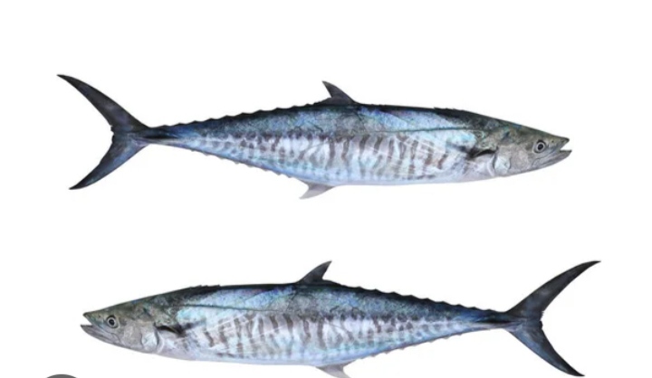 Vendeur de poisson Djiboutien - Thazard, Carangue, Paracuda, Thon et ...
